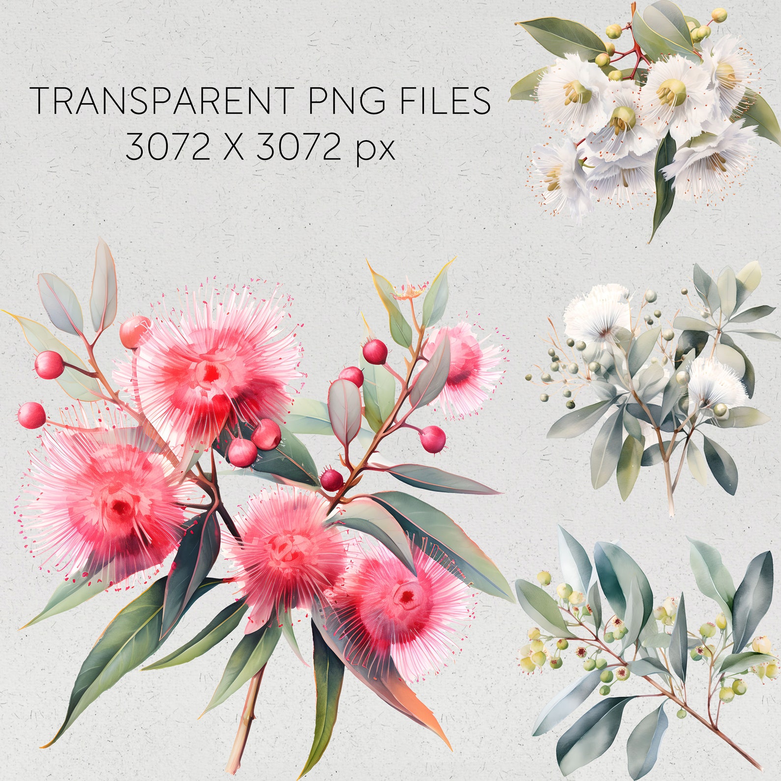 Australian Native Flowers Clipart Gumnut Blossoms Eucalyptus Flowers ...