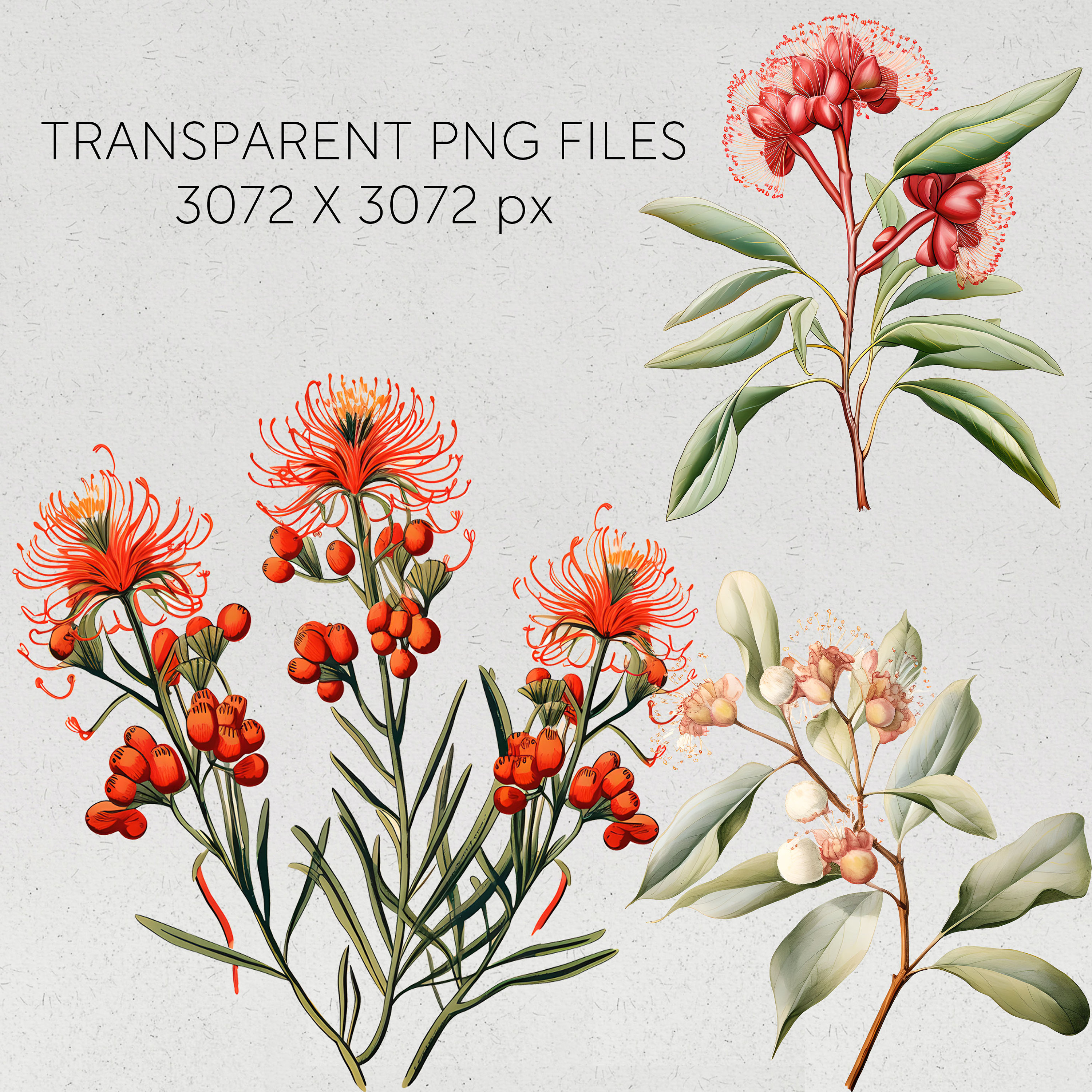 Australian Native Flowers Clipart Vintage Flowers Transparent - Etsy