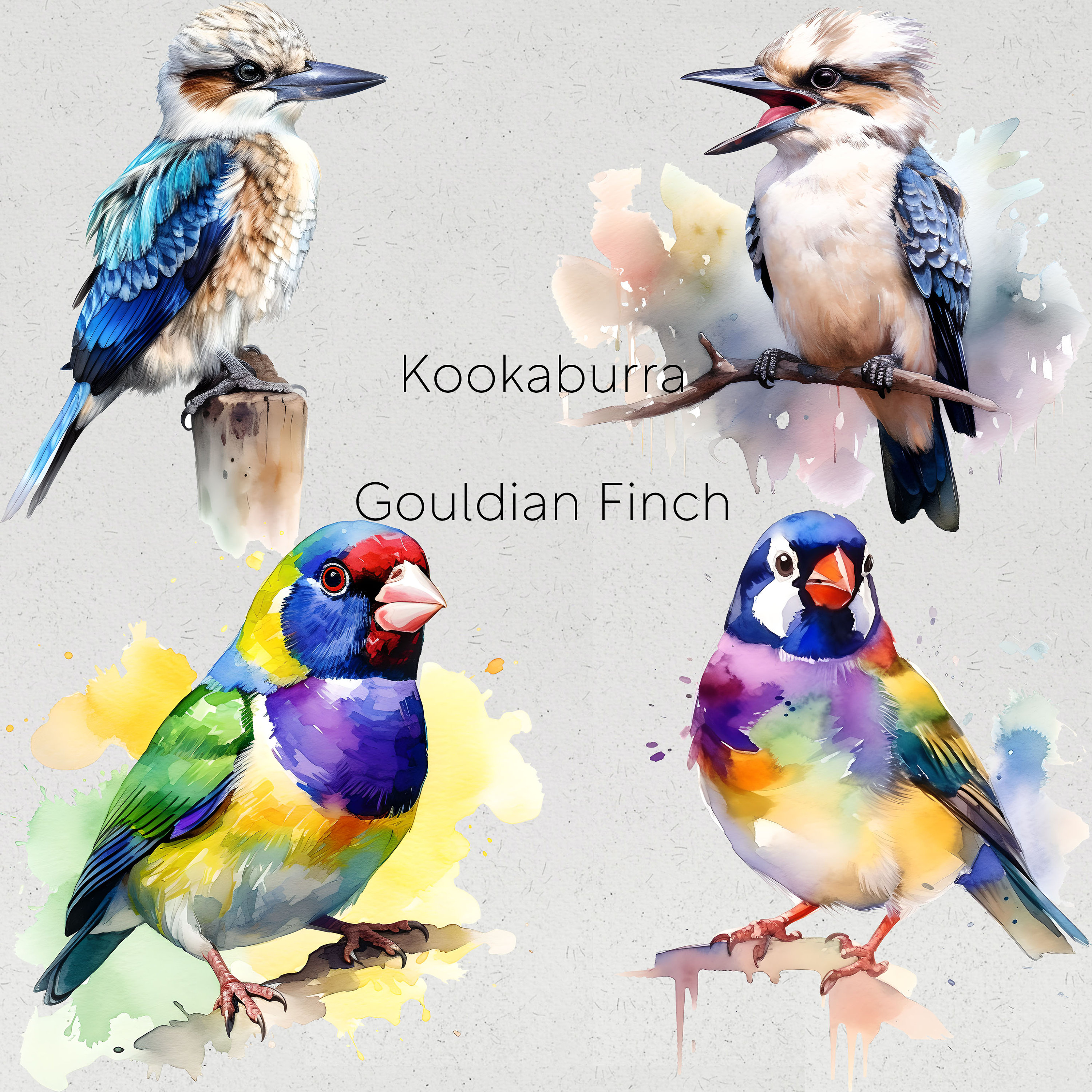Australian Native Birds Clipart Aussie Native Birds - Etsy Australia
