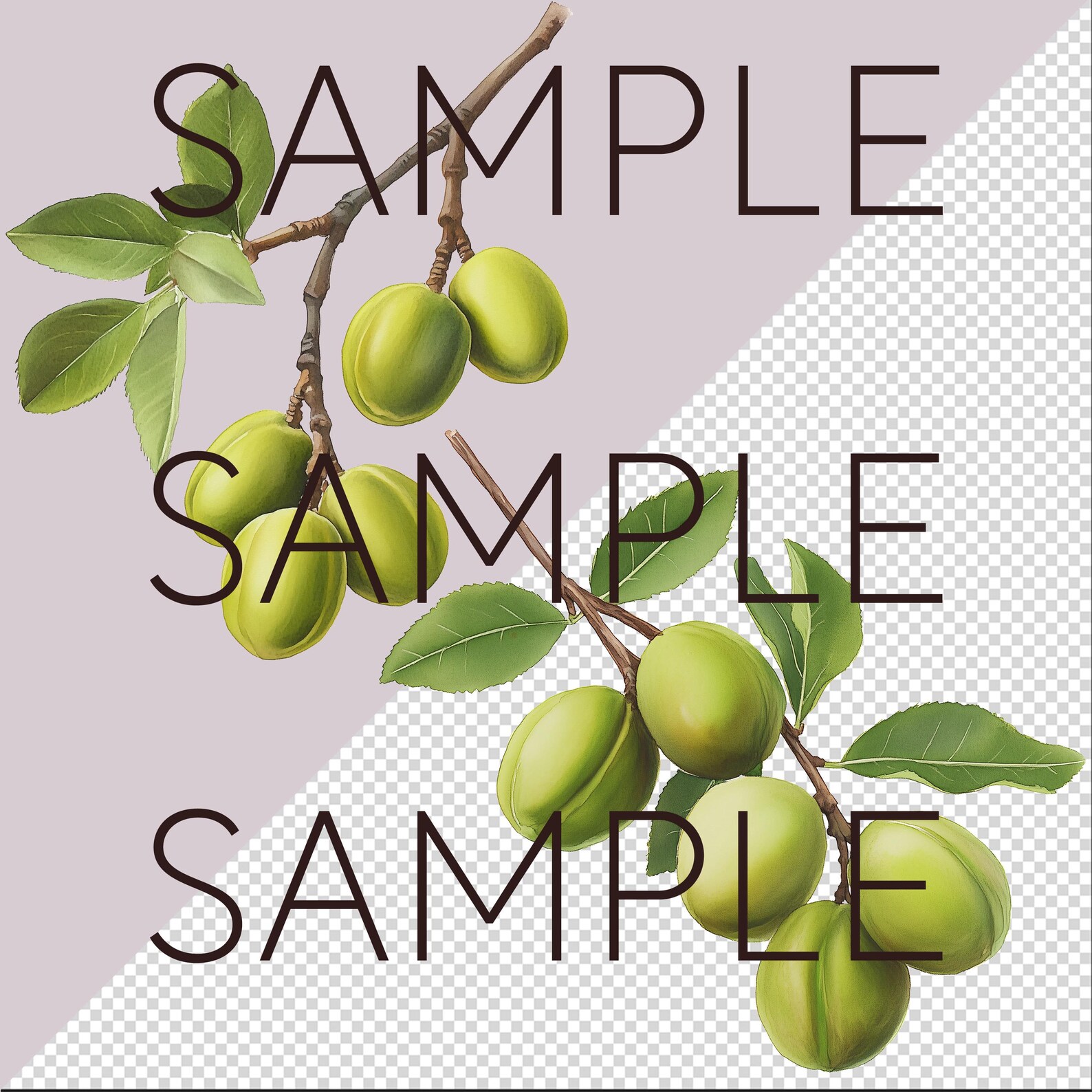 Australian Native Flowers Clipart Kakaku Plum Flowers Transparent PNG ...
