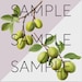 Australian Native Flowers Clipart Kakaku Plum Flowers Transparent PNG ...