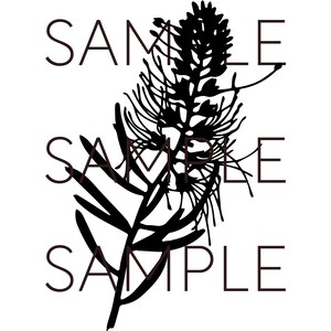Australian Native Flowers Grevillea SVG Aussie Botanicals Plotter File ...