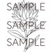 Australian Native Flowers Protea SVG Aussie Botanicals Plotter File Svg ...
