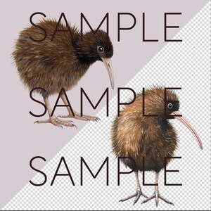 New Zealand Native Birds Foliage Clipart Kiwi Native Birds ...