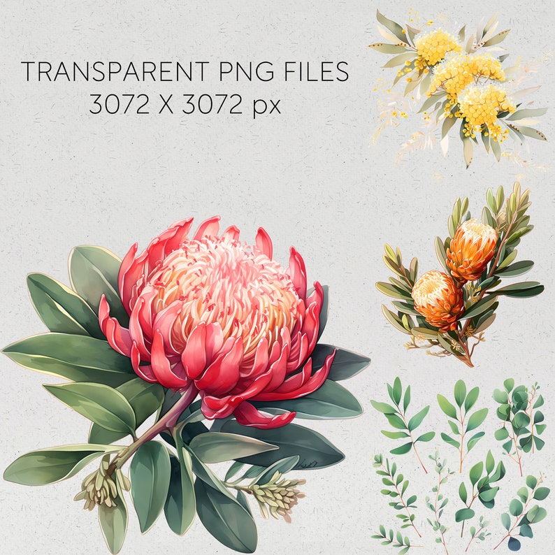 Australian Native Flowers Clipart Flowers Transparent Pngs Aussie Flora ...
