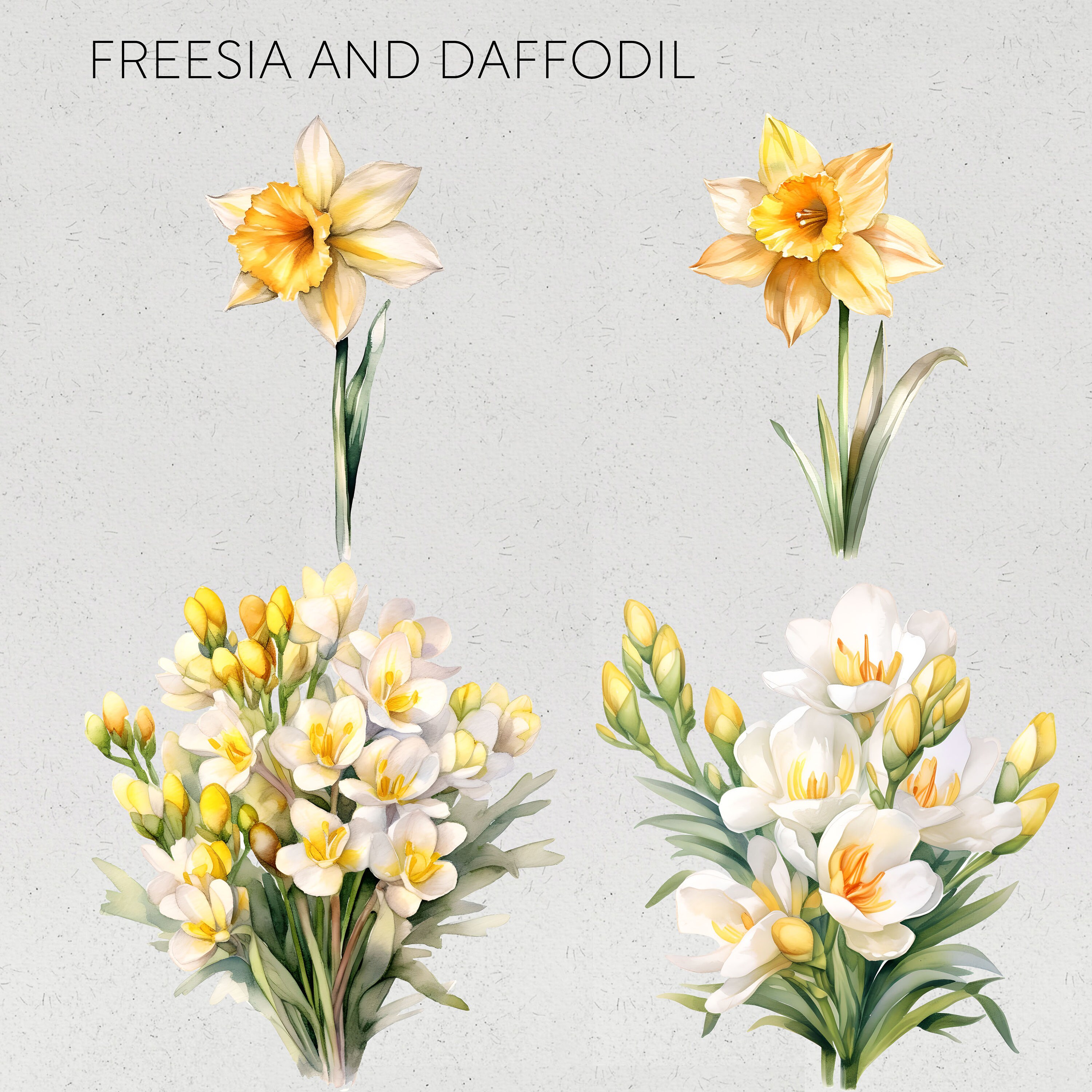 Australian Spring Flowers Watercolour Clipart Flowers Transparent Pngs ...