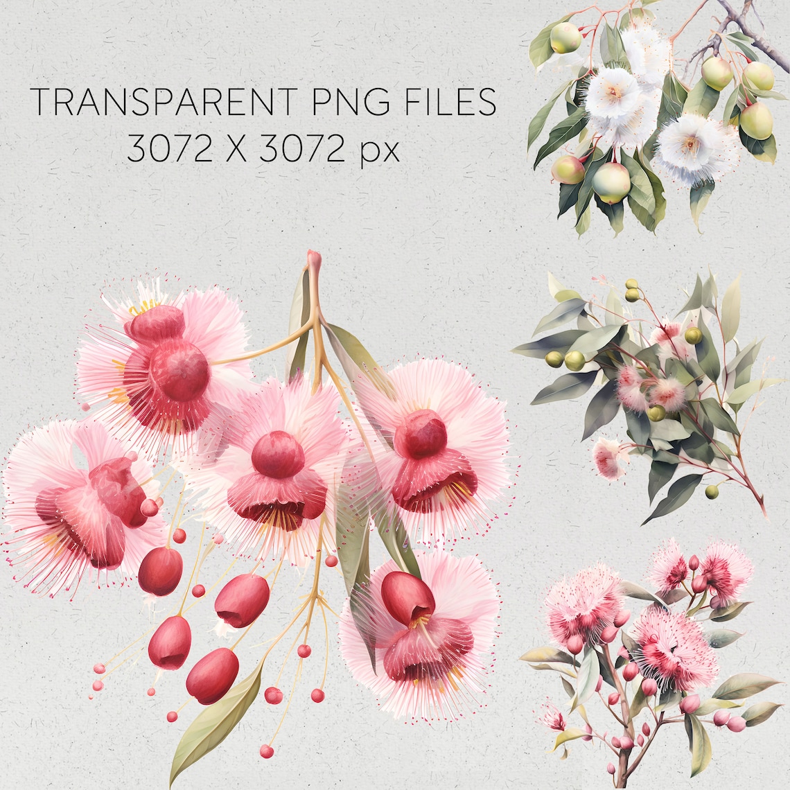 Australian Native Flowers Clipart Gumnut Blossoms Eucalyptus - Etsy ...