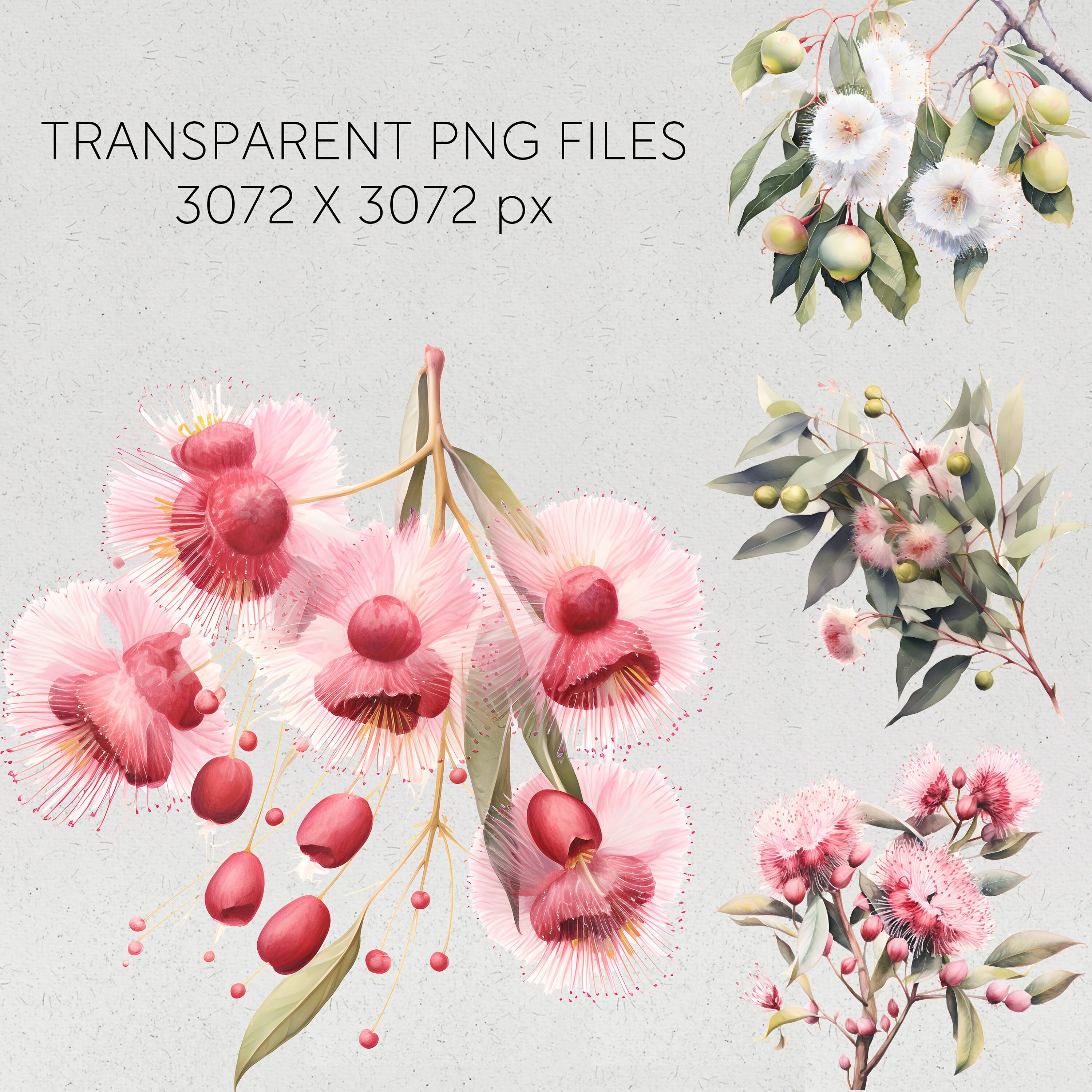 Australian Native Flowers Clipart Gumnut Blossoms Eucalyptus - Etsy UK