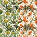 Australian Native Flowers Seamless Pattern PNG Aussie Floral Native ...