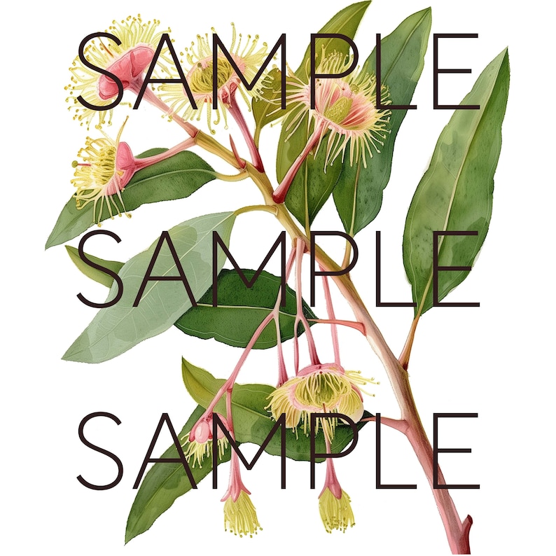Australian Native Flowers Clipart Gumnut Blossoms Eucalyptus Flowers ...