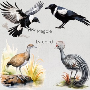 Australian Native Birds Clipart Aussie Native Birds Illustrations ...