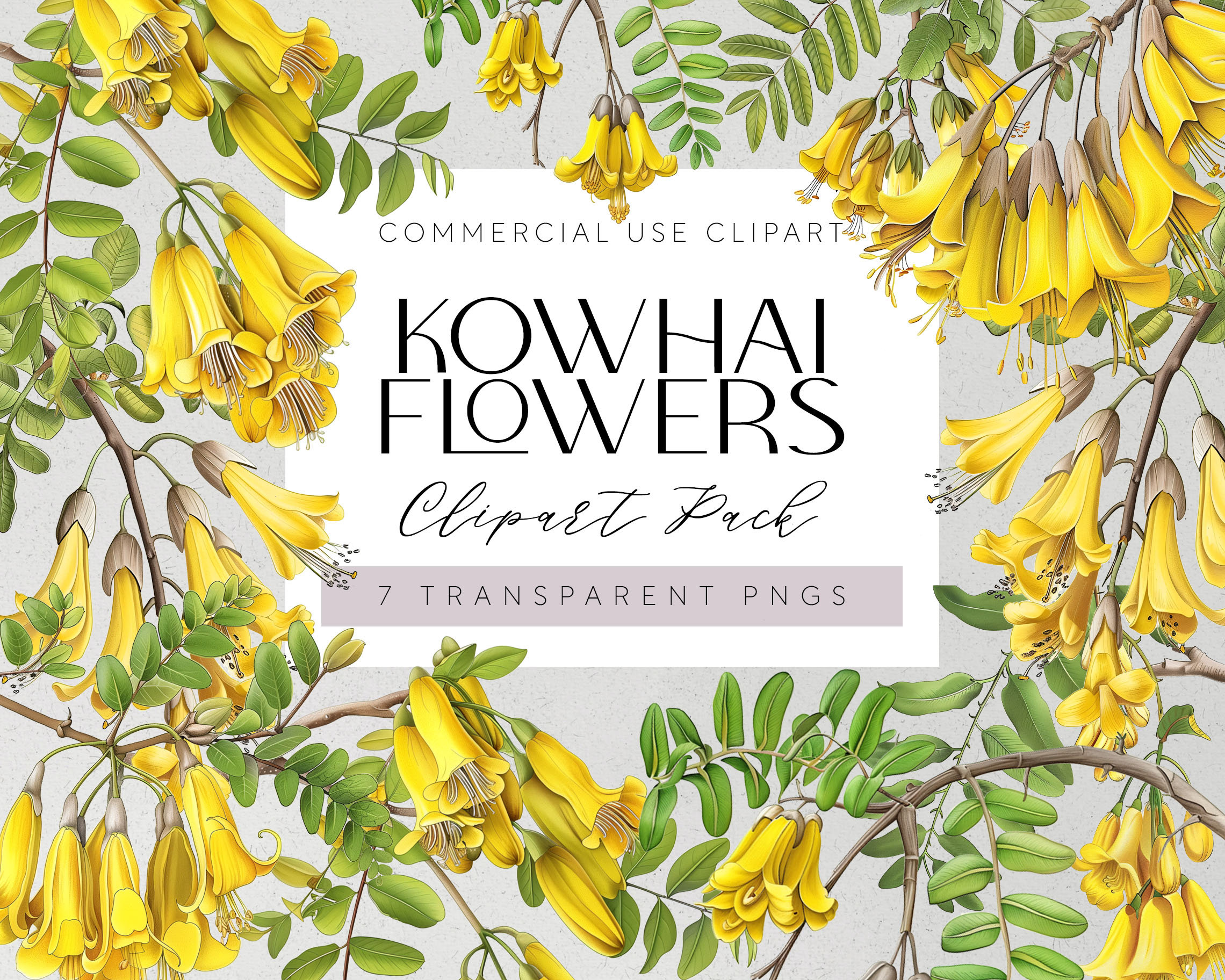 New Zealand Native Flowers Clipart Kowhai Flowers Transparent Pngs Kiwi ...