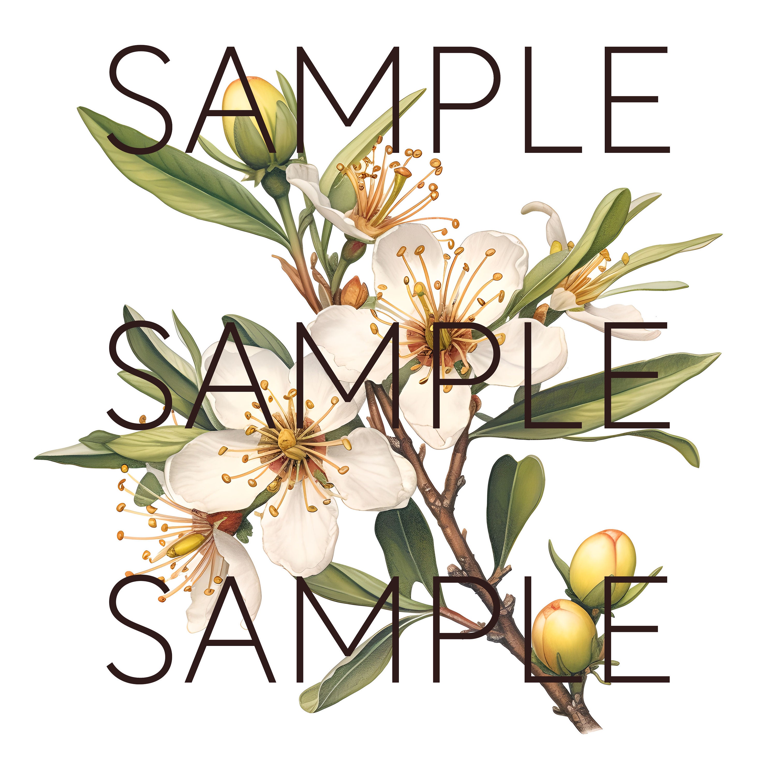 New Zealand Native Flowers Clipart Manuka Flowers Transparent Pngs Kiwi ...