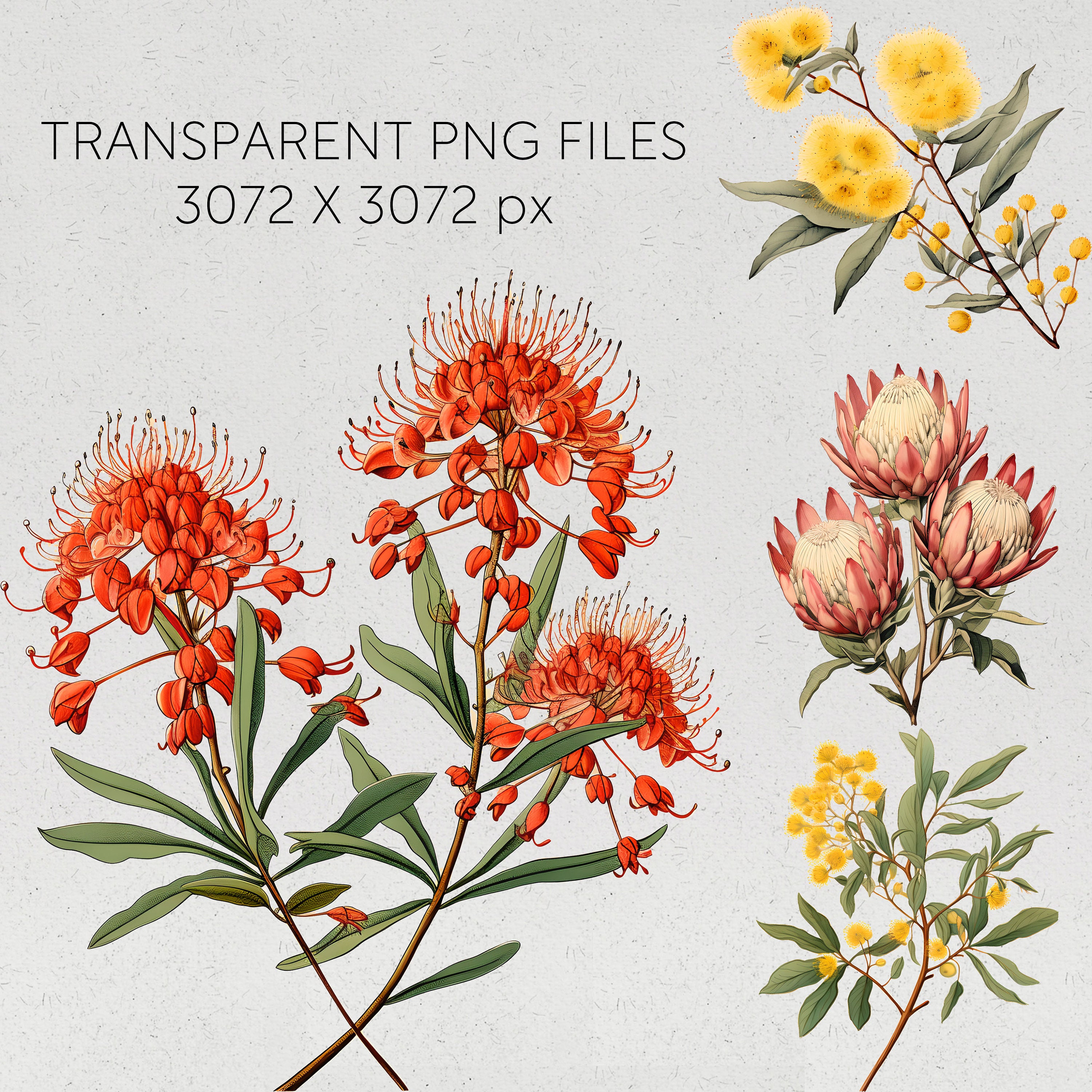 Australian Native Flowers Clipart Vintage Flowers Transparent - Etsy