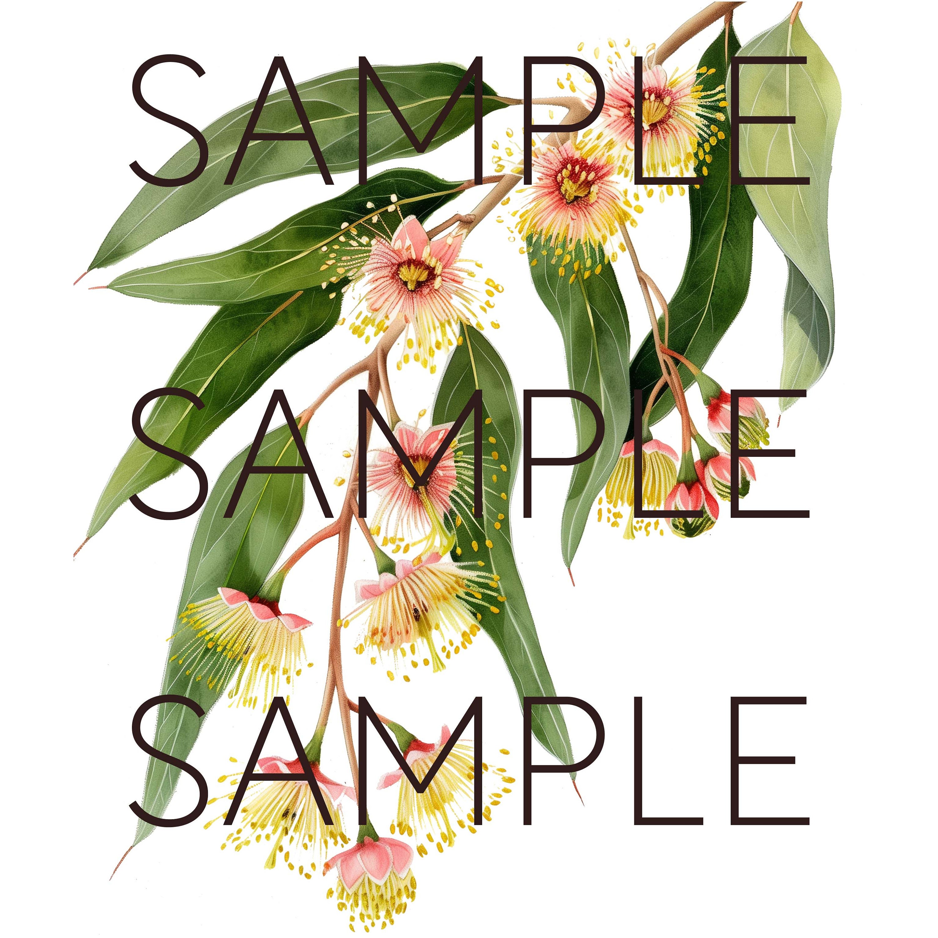 Australian Native Flowers Clipart Gumnut Blossoms Eucalyptus Flowers ...