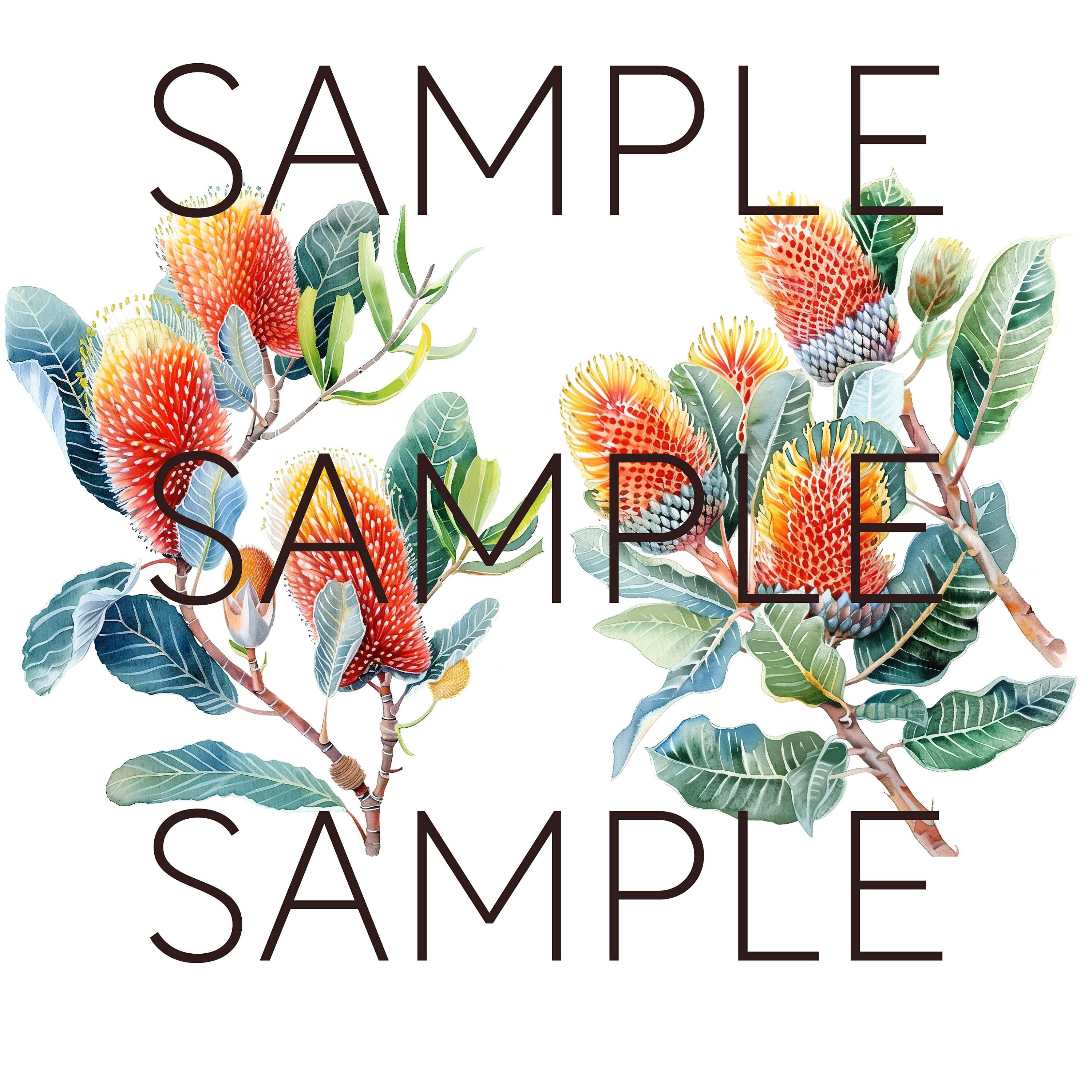 Australian Native Flowers Clipart Banksia Flowers Transparent Pngs ...