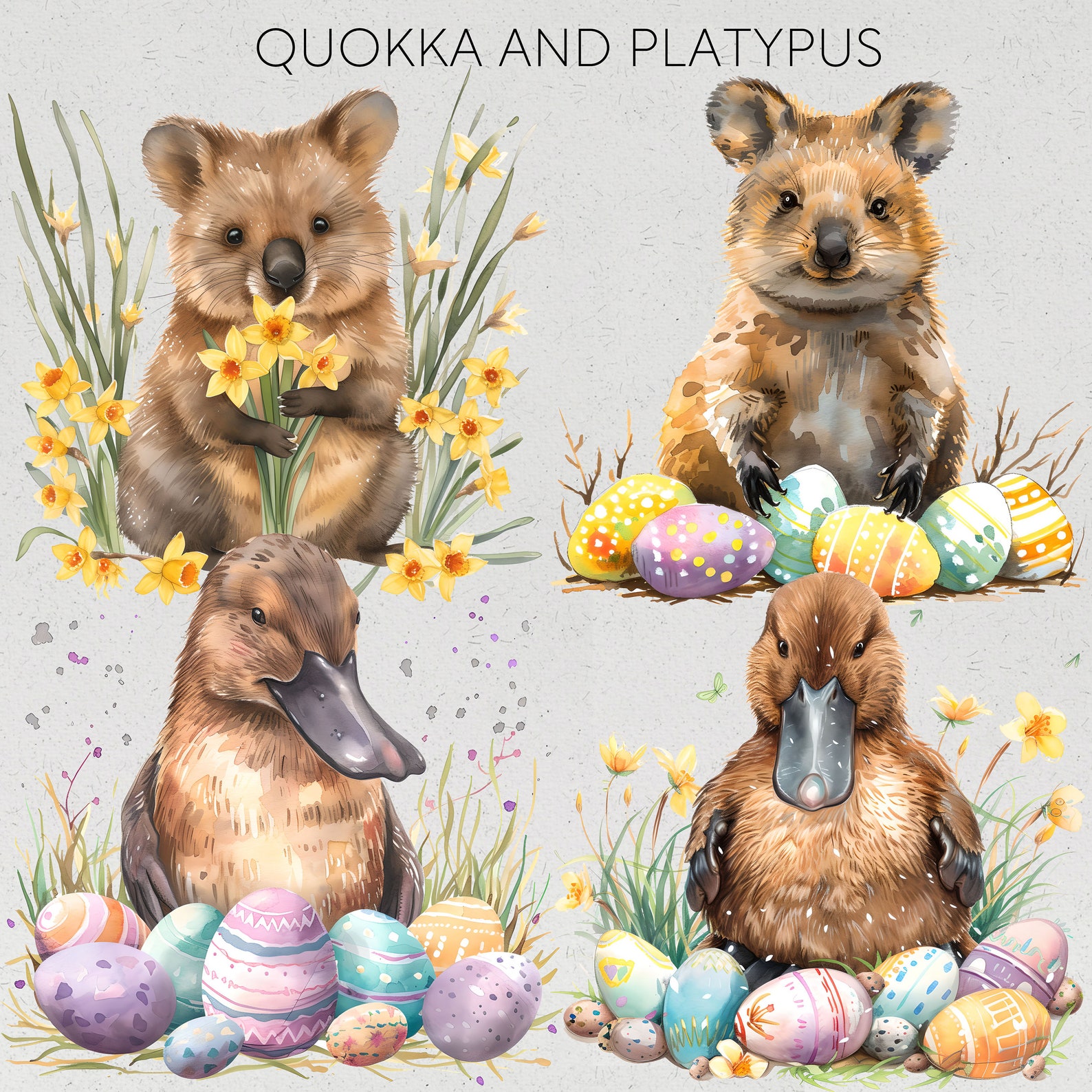Easter Australian Native Animals Clipart Aussie Kangaroo Illustrations ...