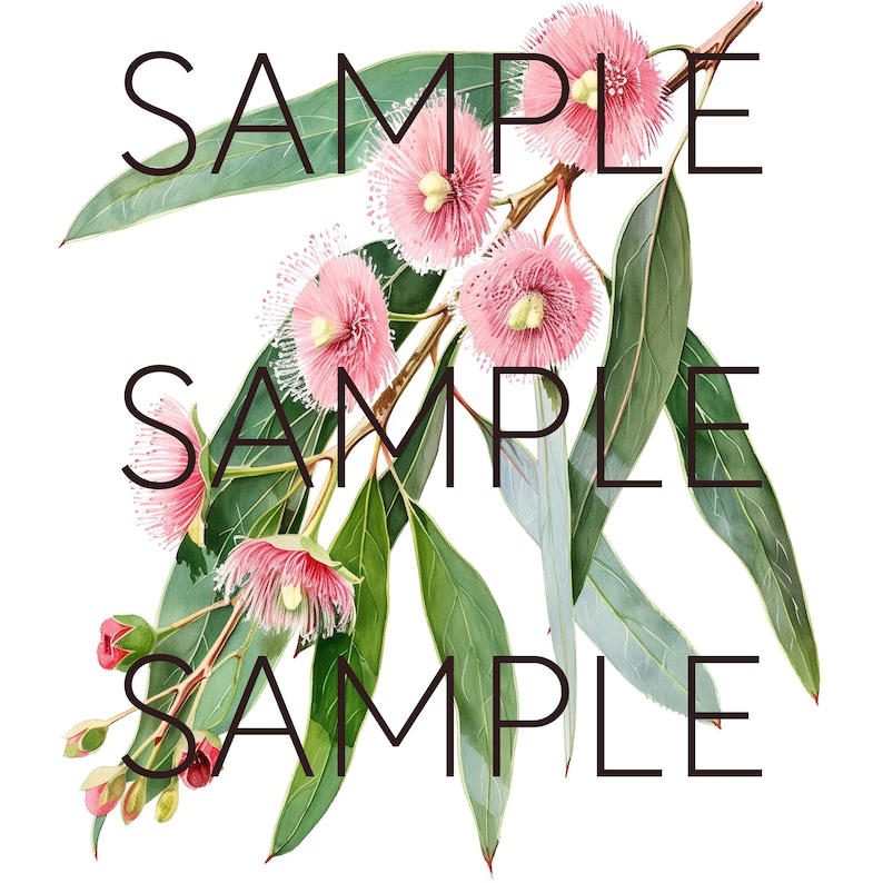 Australian Native Flowers Clipart Gumnut Blossoms Eucalyptus Flowers ...