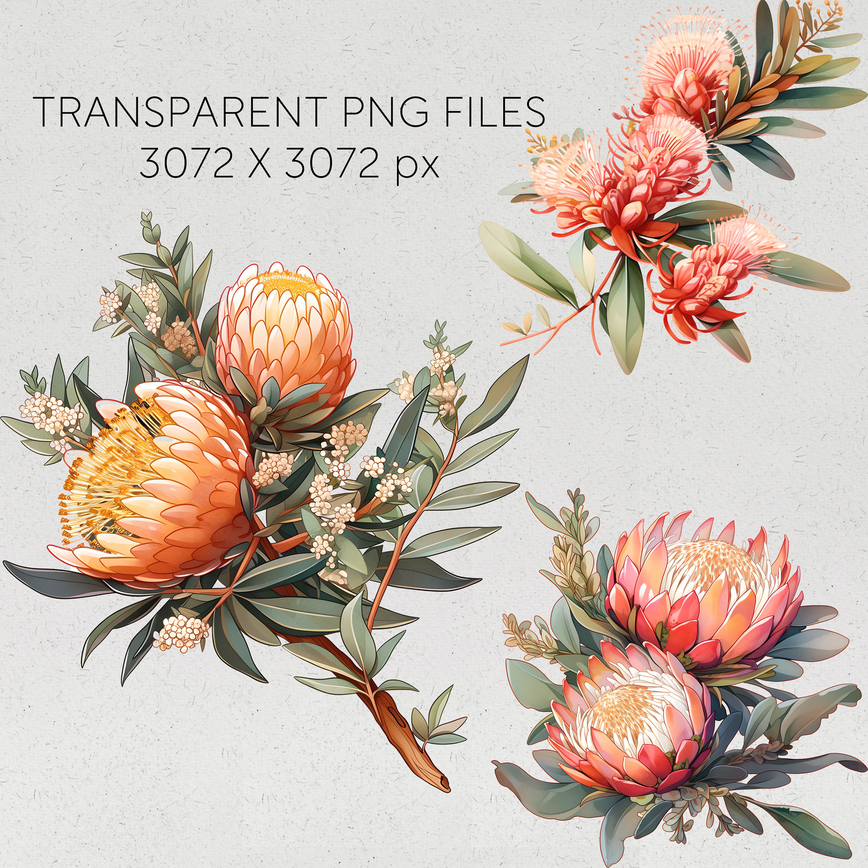 Australian Native Flowers Clipart Flowers Transparent Pngs Aussie Flora ...