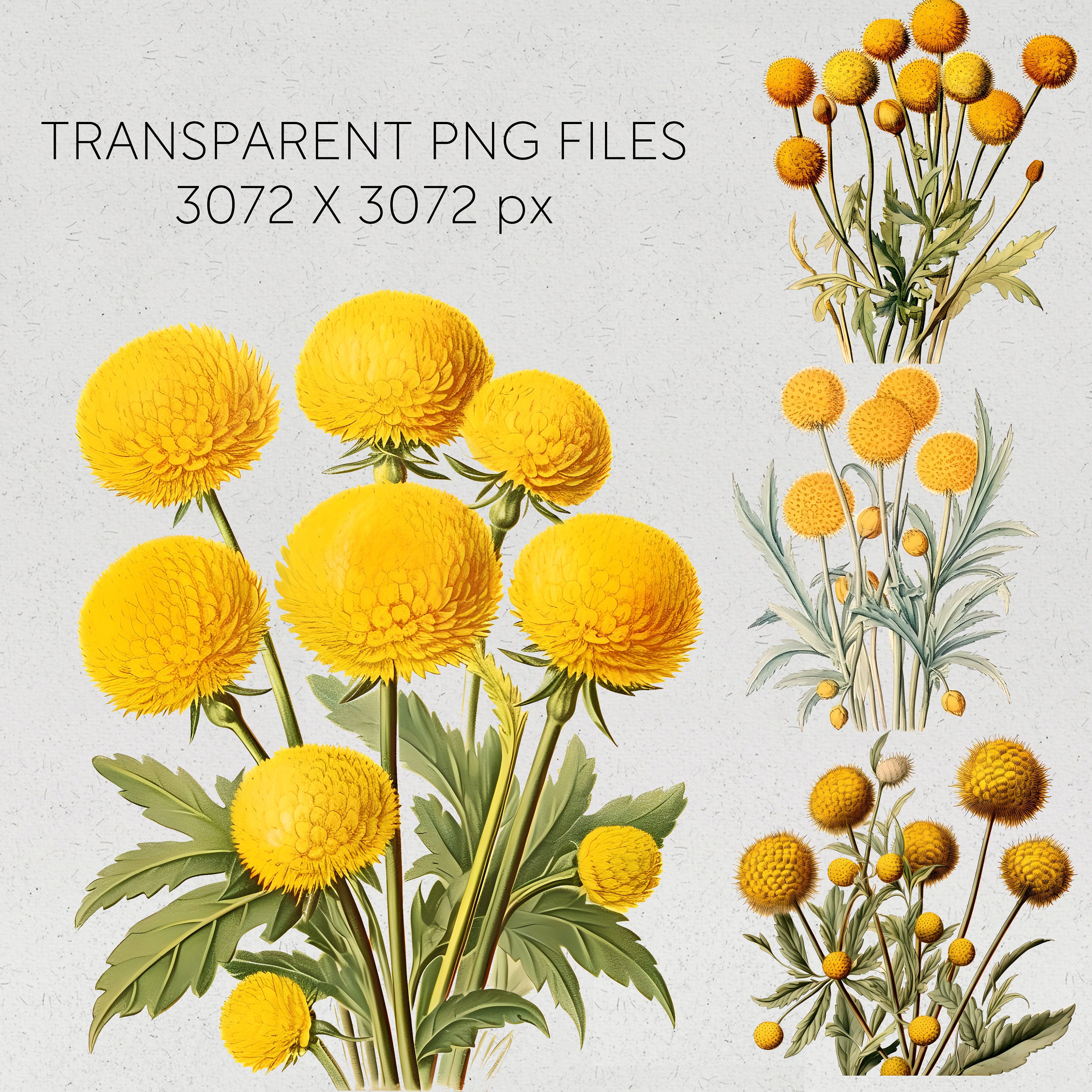 Australian Native Flowers Clipart Billy Buttons Naitve Flowers - Etsy