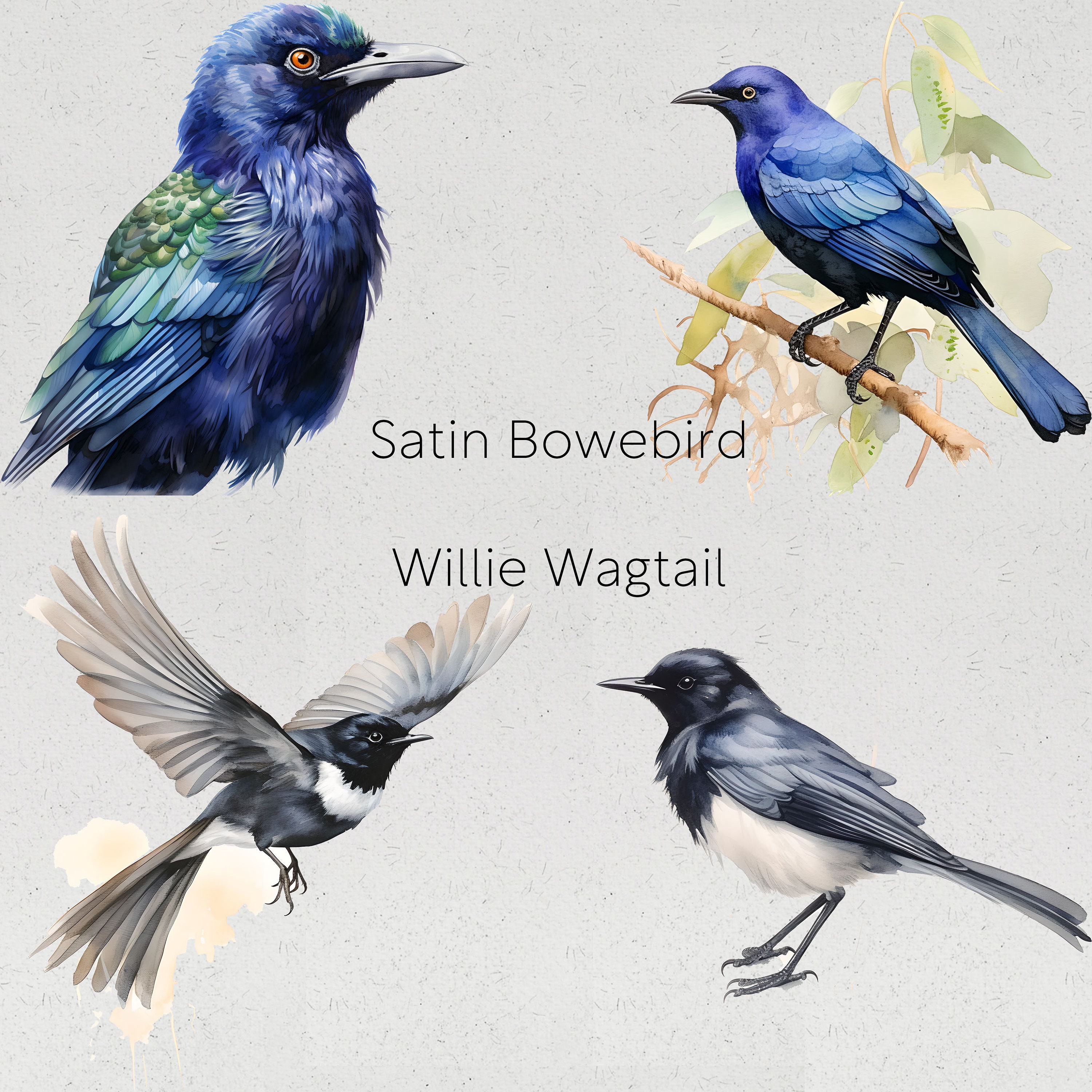 Australian Native Birds Clipart Aussie Native Birds Illustrations ...