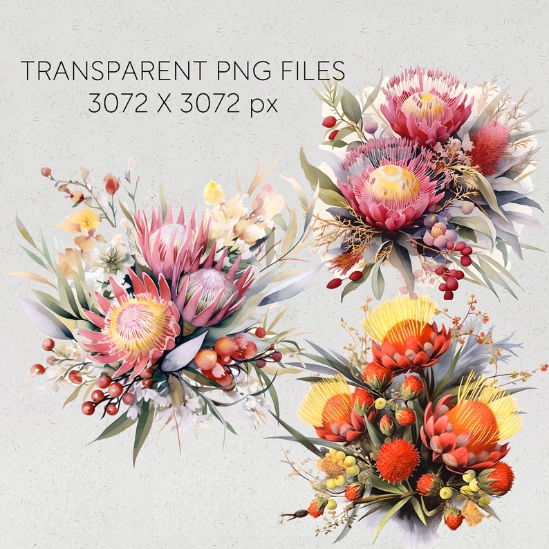 Australian Native Flowers Clipart Bouquet Flowers Transparent Pngs ...