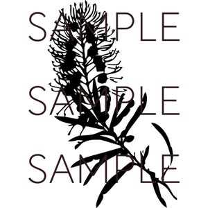 Australian Native Flowers Grevillea SVG Aussie Botanicals Plotter File ...