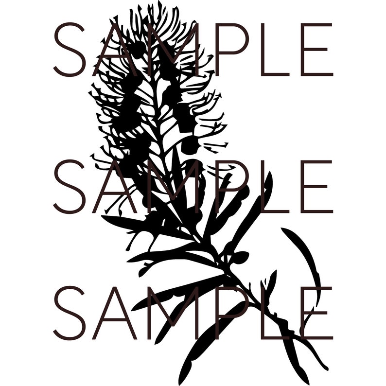 Australian Native Flowers Grevillea SVG Aussie Botanicals Plotter File ...