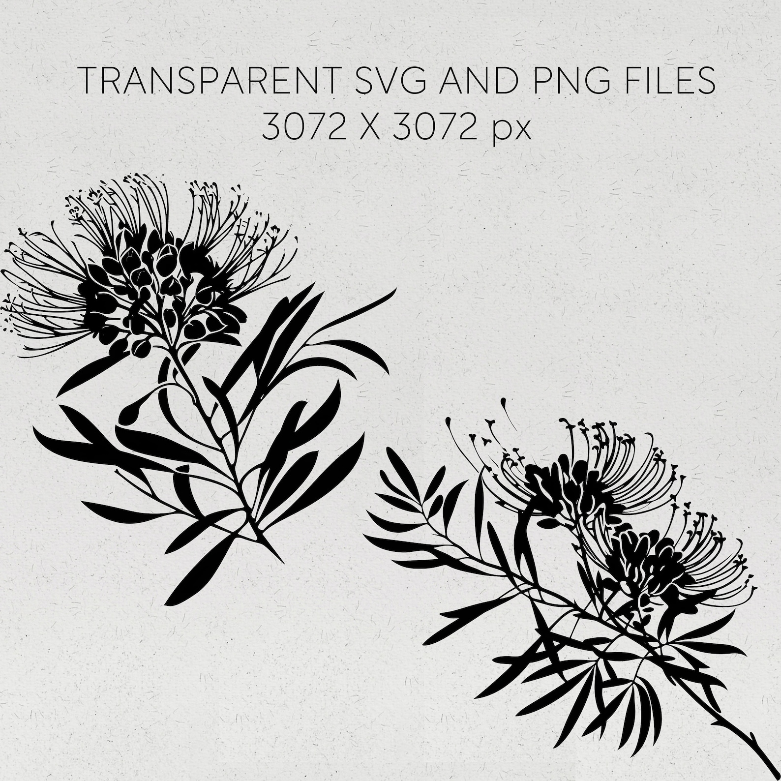 Australian Native Flowers SVG Aussie Botanicals Plotter File Svg ...