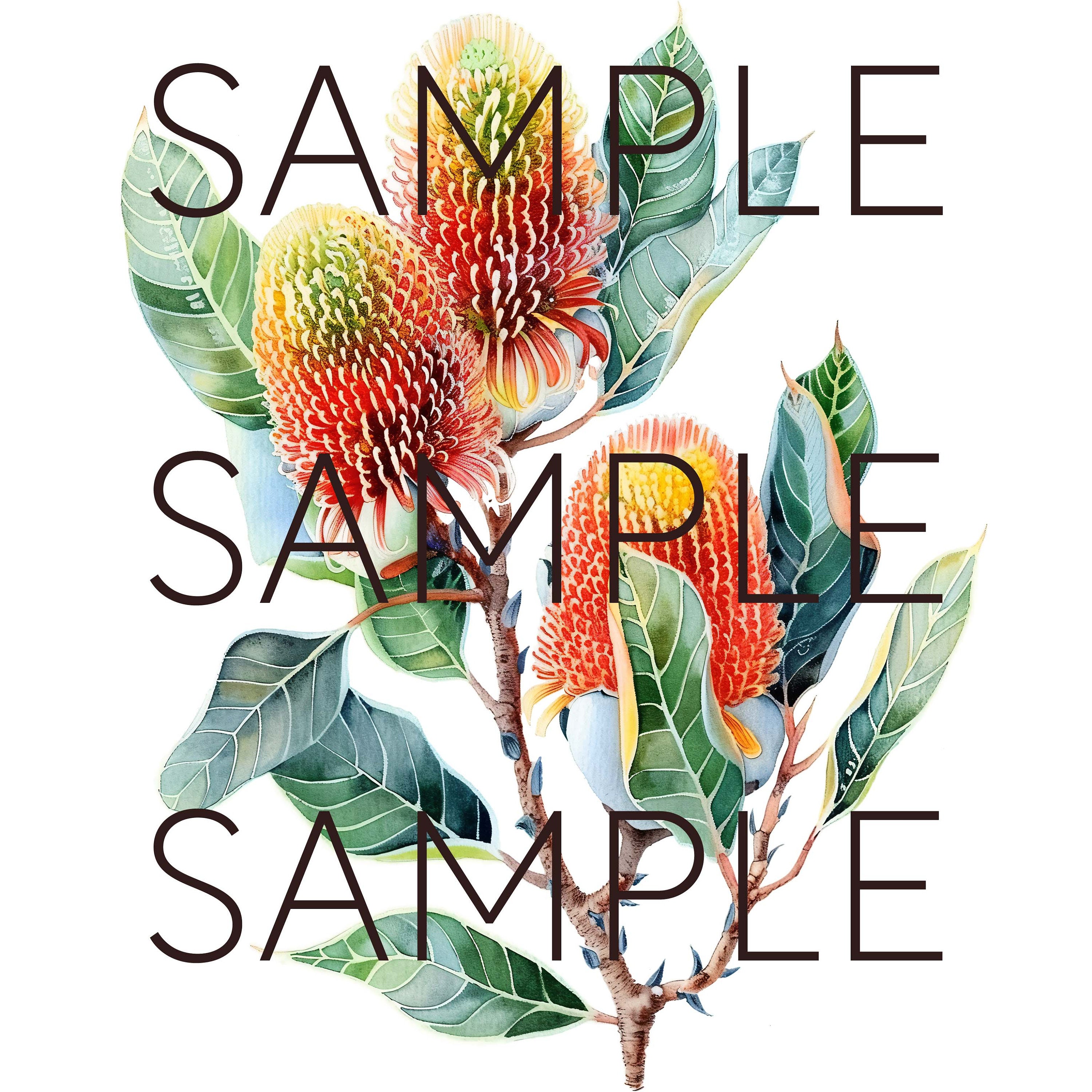 Australian Native Flowers Clipart Banksia Flowers Transparent Pngs ...