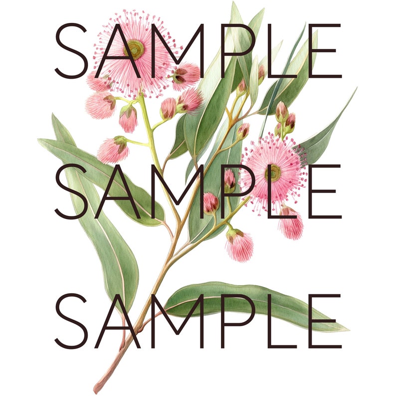 Australian Native Flowers Clipart Gumnut Blossoms Eucalyptus Flowers ...