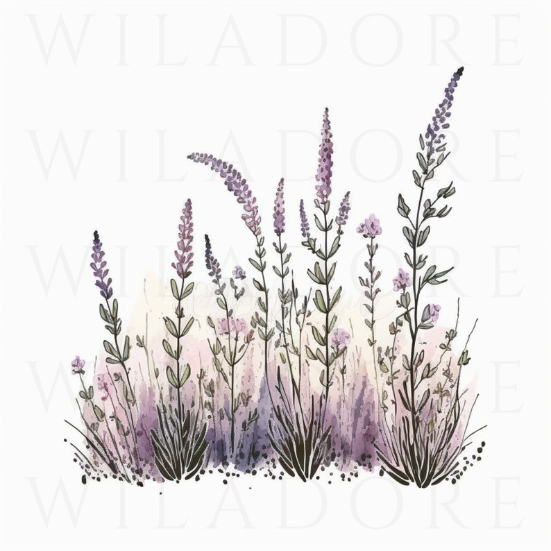 10 Watercolor Lavender Flower Border Art, Lavender Flowers, Floral ...