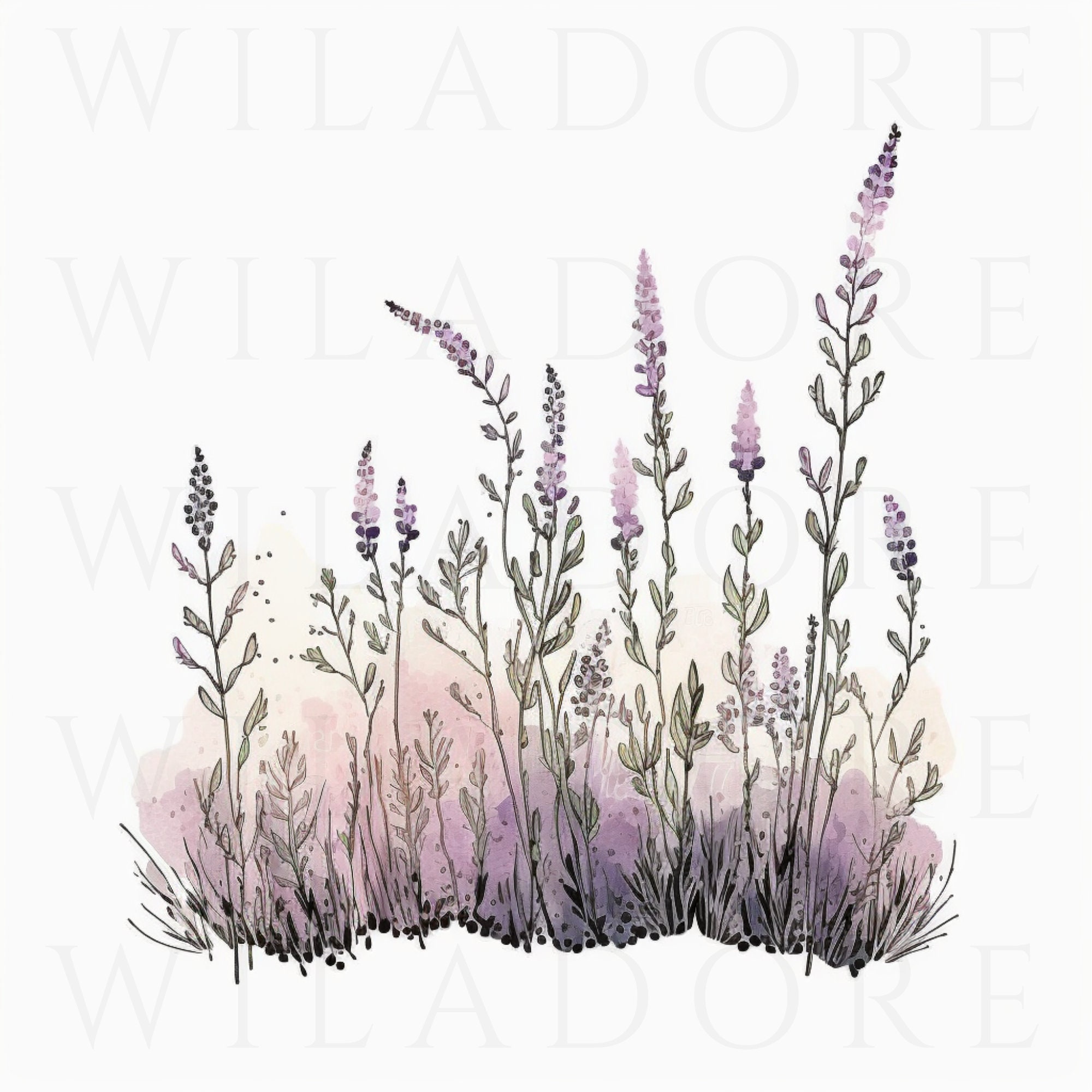 10 Watercolor Lavender Flower Border Art, Lavender Flowers, Floral ...