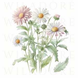 10 Watercolor Daisy Flower Art, Daisy Flowers, Floral Clipart, Wedding ...