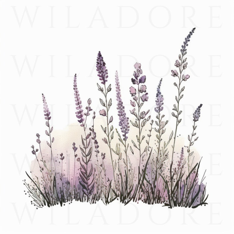 10 Watercolor Lavender Flower Border Art, Lavender Flowers, Floral ...