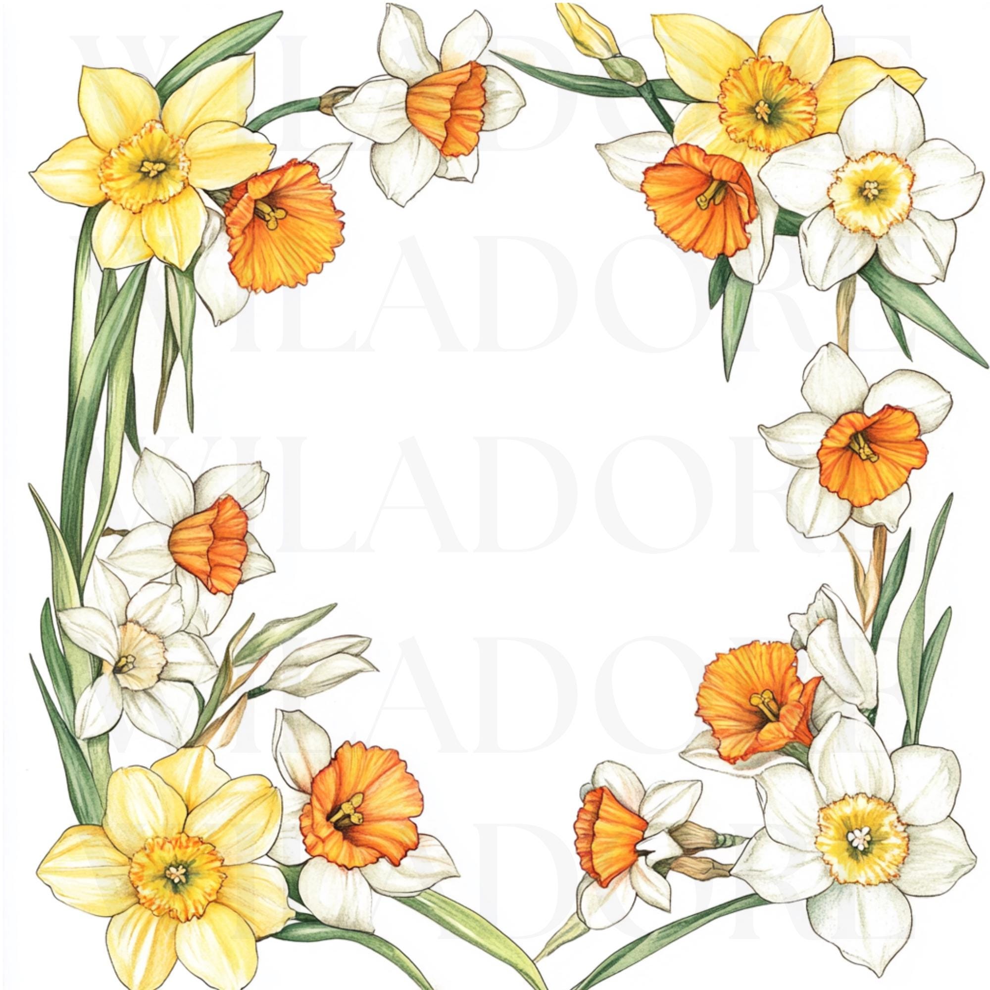 Watercolor Daffodil Flowers Borders, Square, 10 PNG Floral Images ...