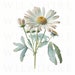 10 Watercolor Daisy Flower Art, Daisy Flowers, Floral Clipart, Wedding ...