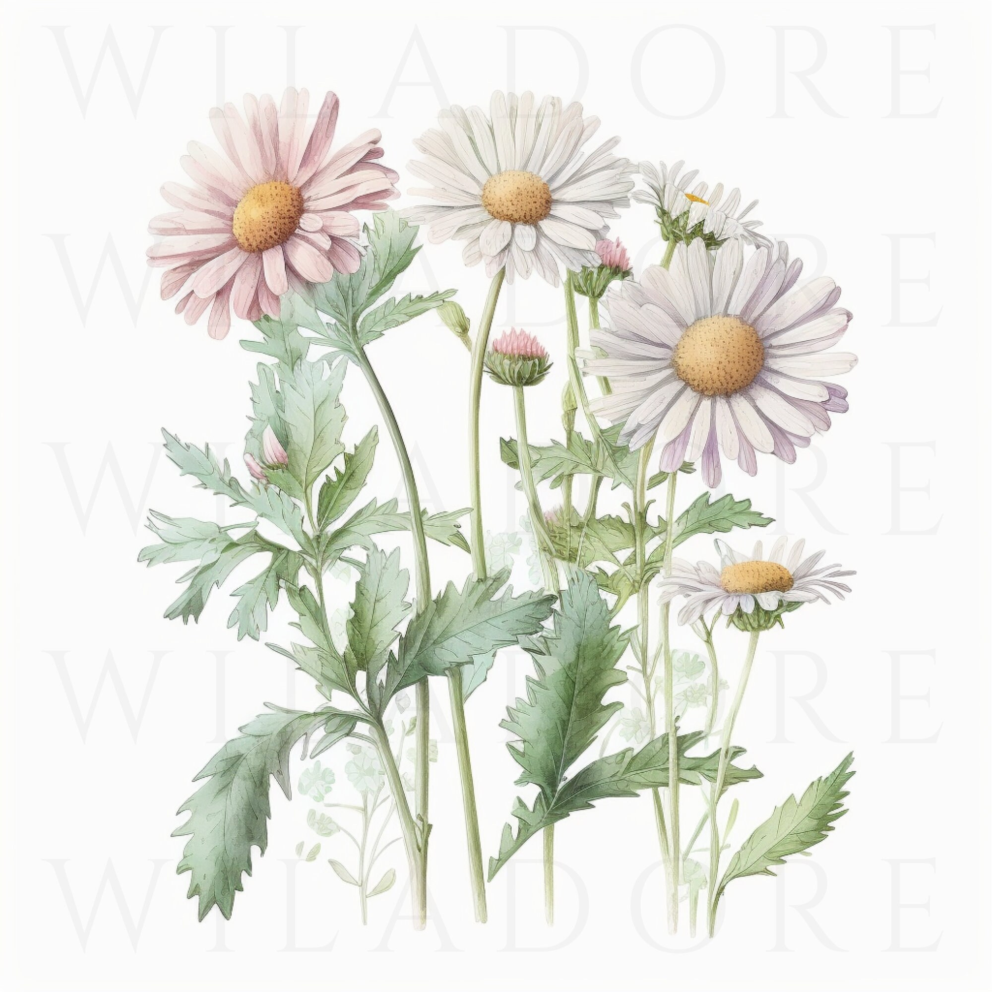 10 Watercolor Daisy Flower Art, Daisy Flowers, Floral Clipart, Wedding ...