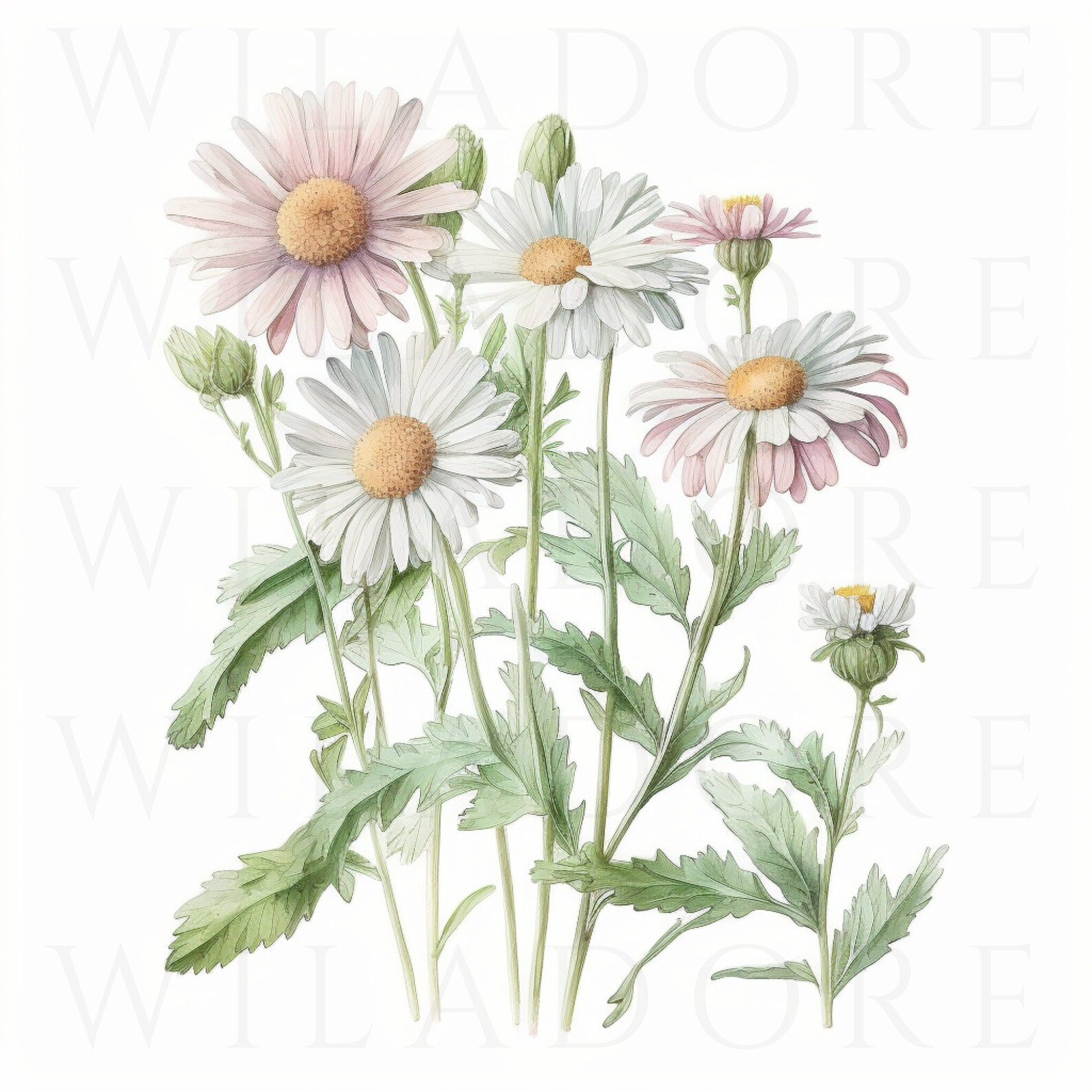 10 Watercolor Daisy Flower Art, Daisy Flowers, Floral Clipart, Wedding ...