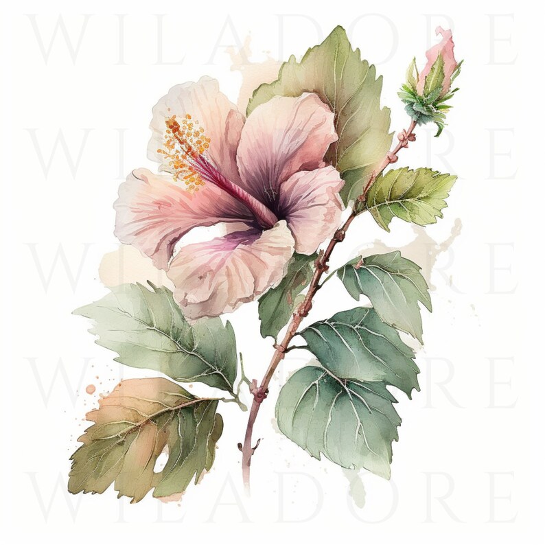 10 Watercolor Floral Clip Art, Hibiscus Flowers, Tropical, Flowers ...