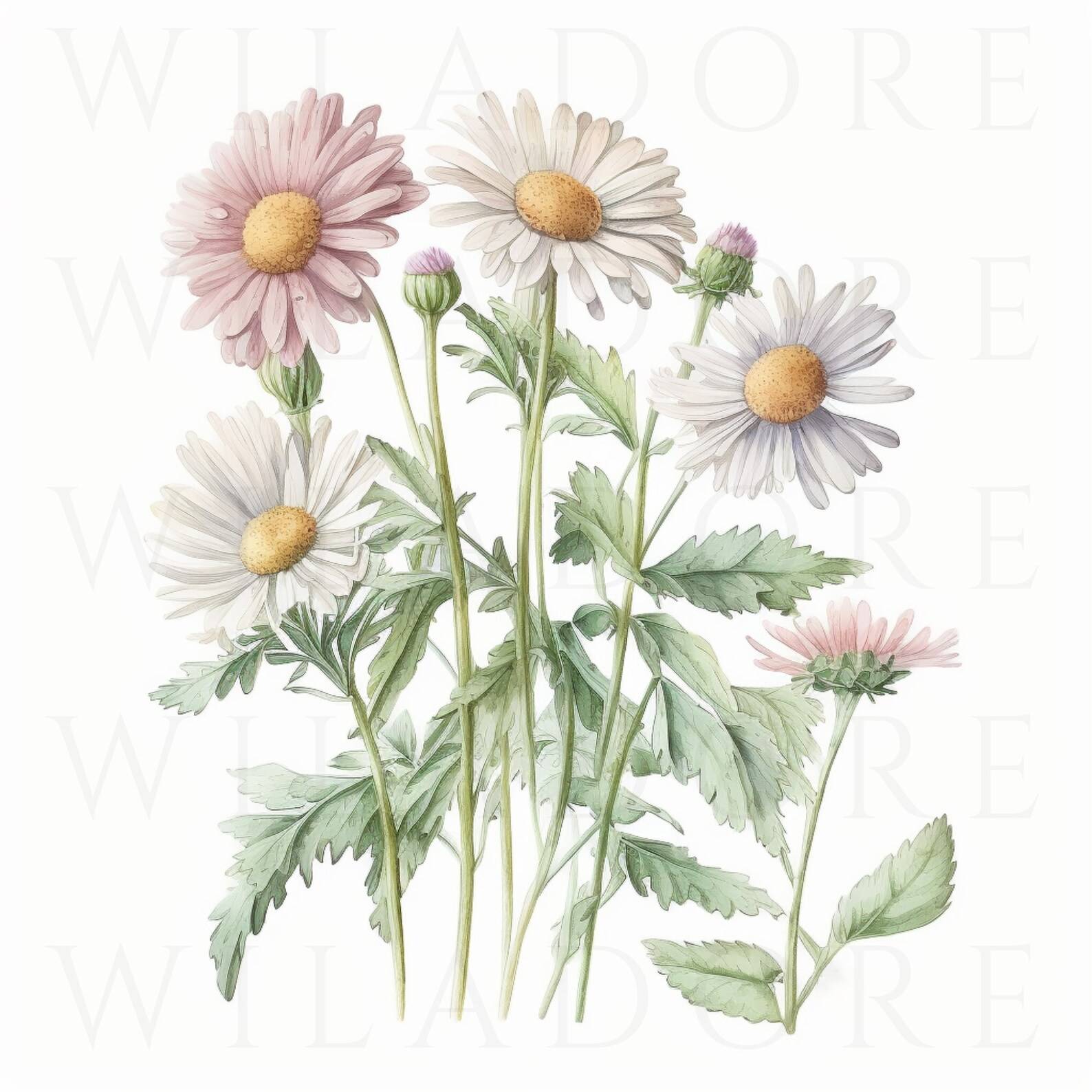 10 Watercolor Daisy Flower Art, Daisy Flowers, Floral Clipart, Wedding ...
