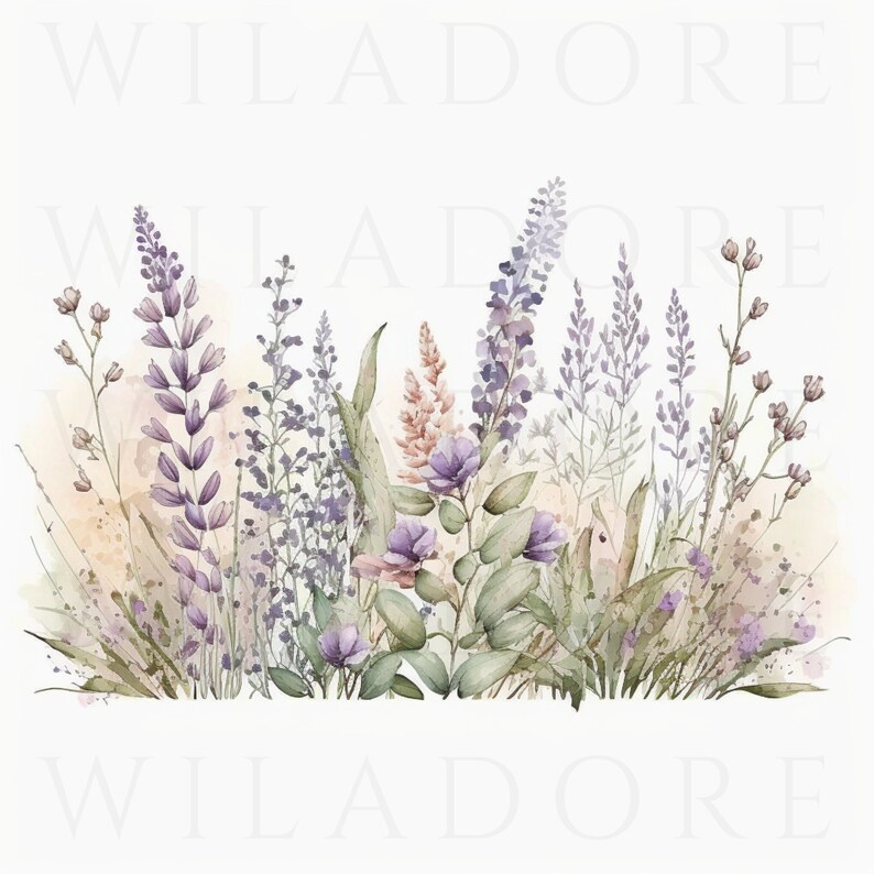 10 Watercolor Lavender Flower Border Art, Lavender Flowers, Floral ...