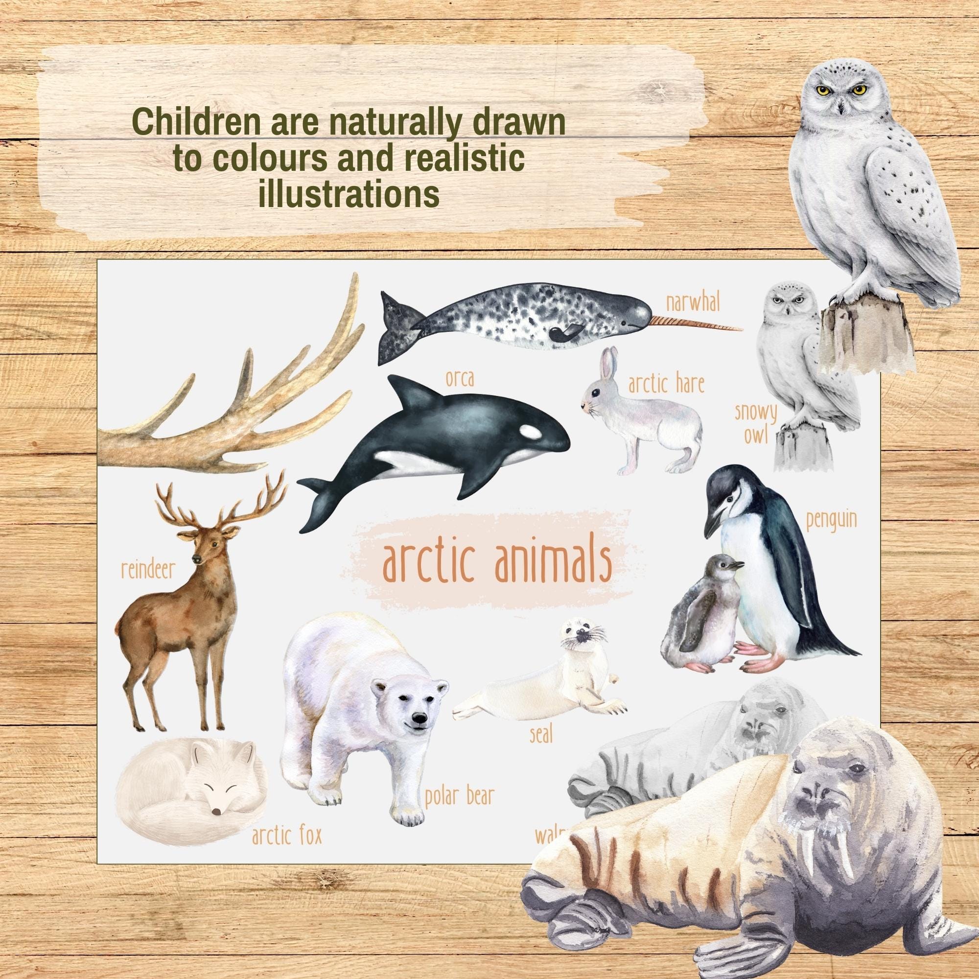 Identify Animal Groups Sorting and Shadow Matching Activity Printable ...