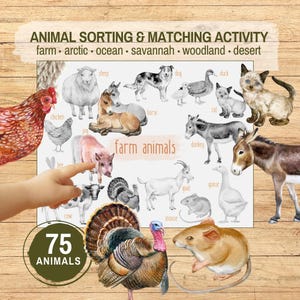 Identify Animal Groups Sorting and Shadow Matching Activity Printable ...