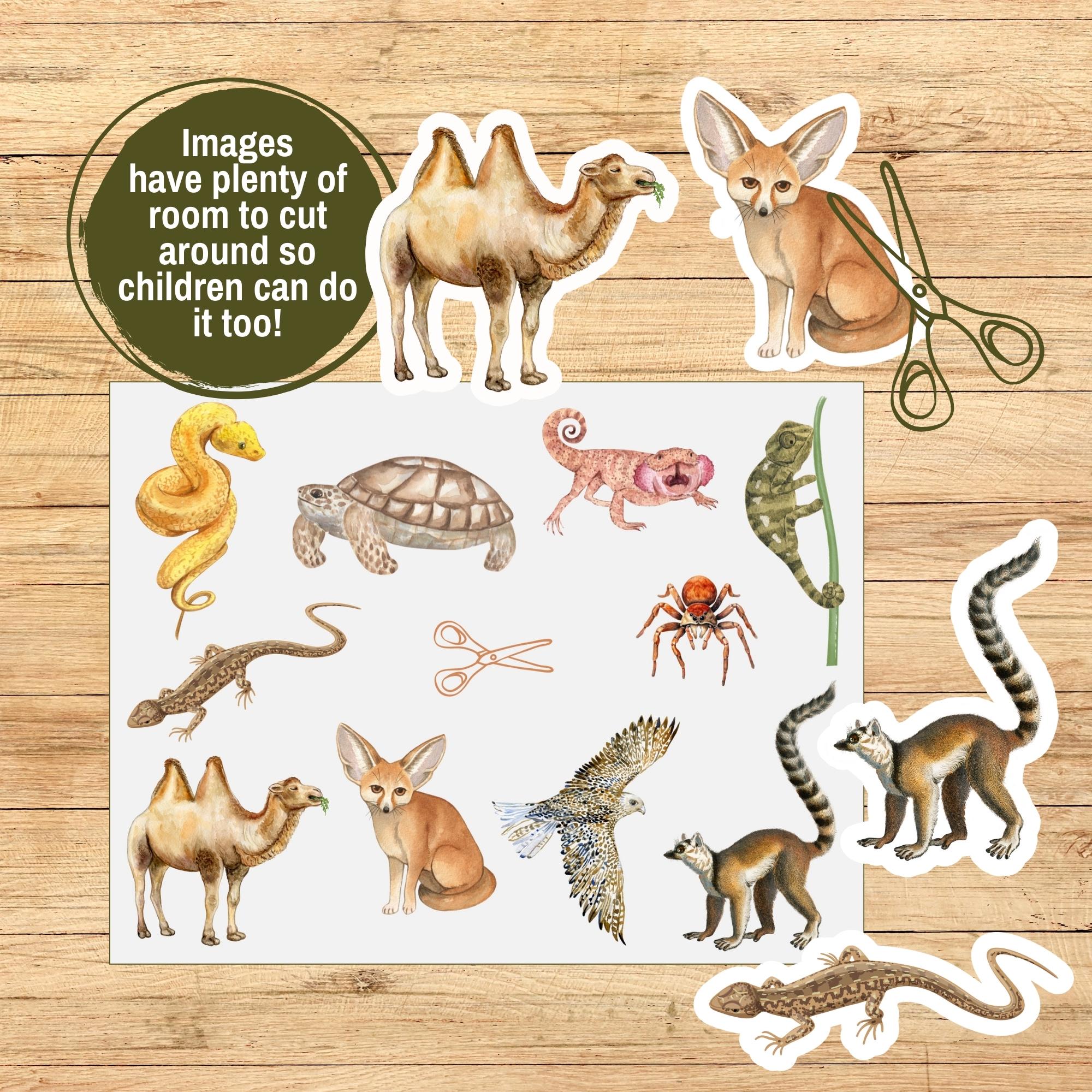 Identify Animal Groups Sorting and Shadow Matching Activity Printable ...