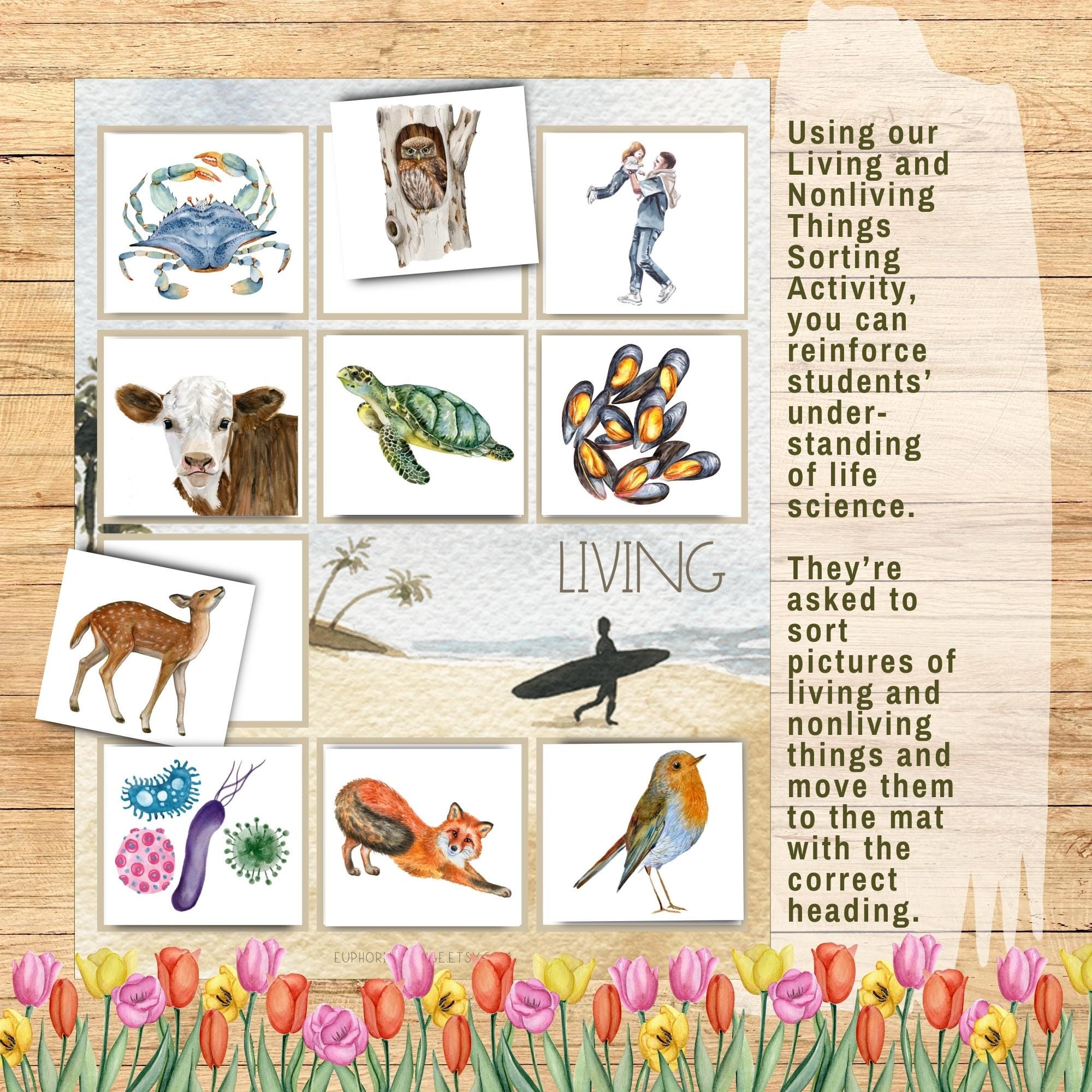 Identify Living & Non-living Things Sorting Activity, Picture Science ...