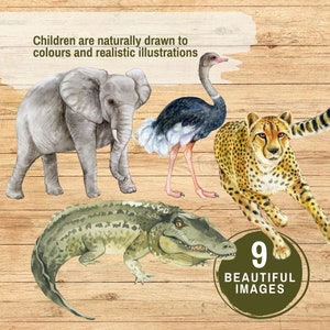 Safari Life Pattern Activity Sorting Picture Card Montessori Resource ...