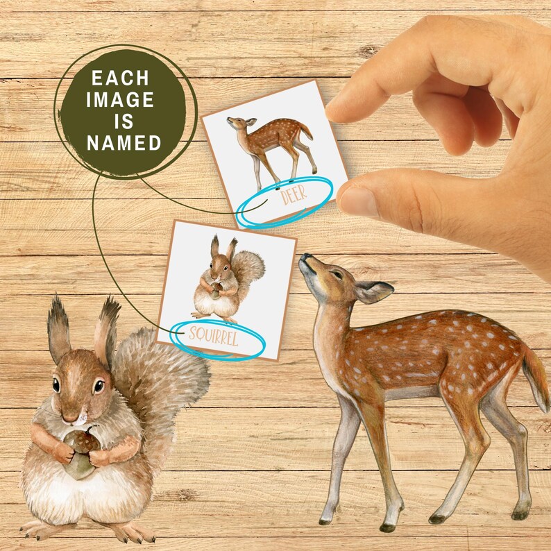 Air Land Water Activity Animal Sorting Game, Categorize Where Animals ...