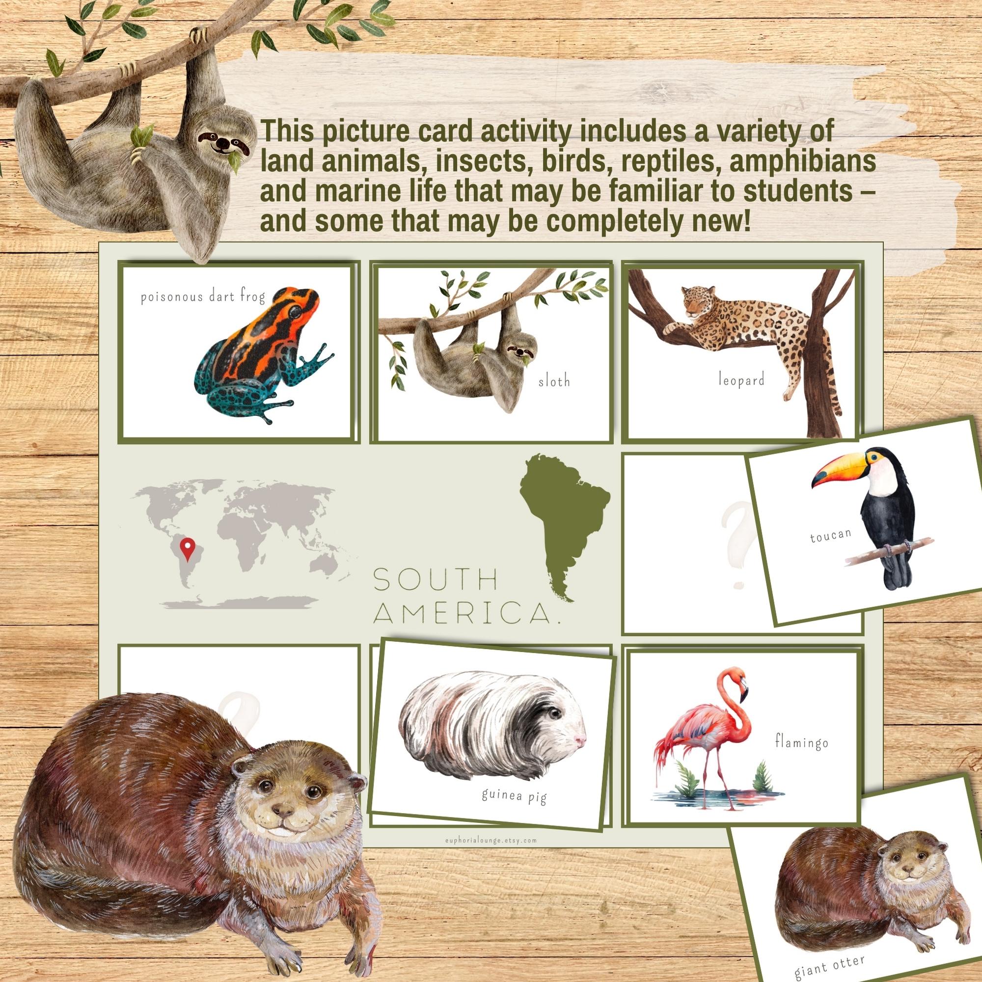 Animals of the Continents Activity Printable Animal Vocabulary Sorting ...