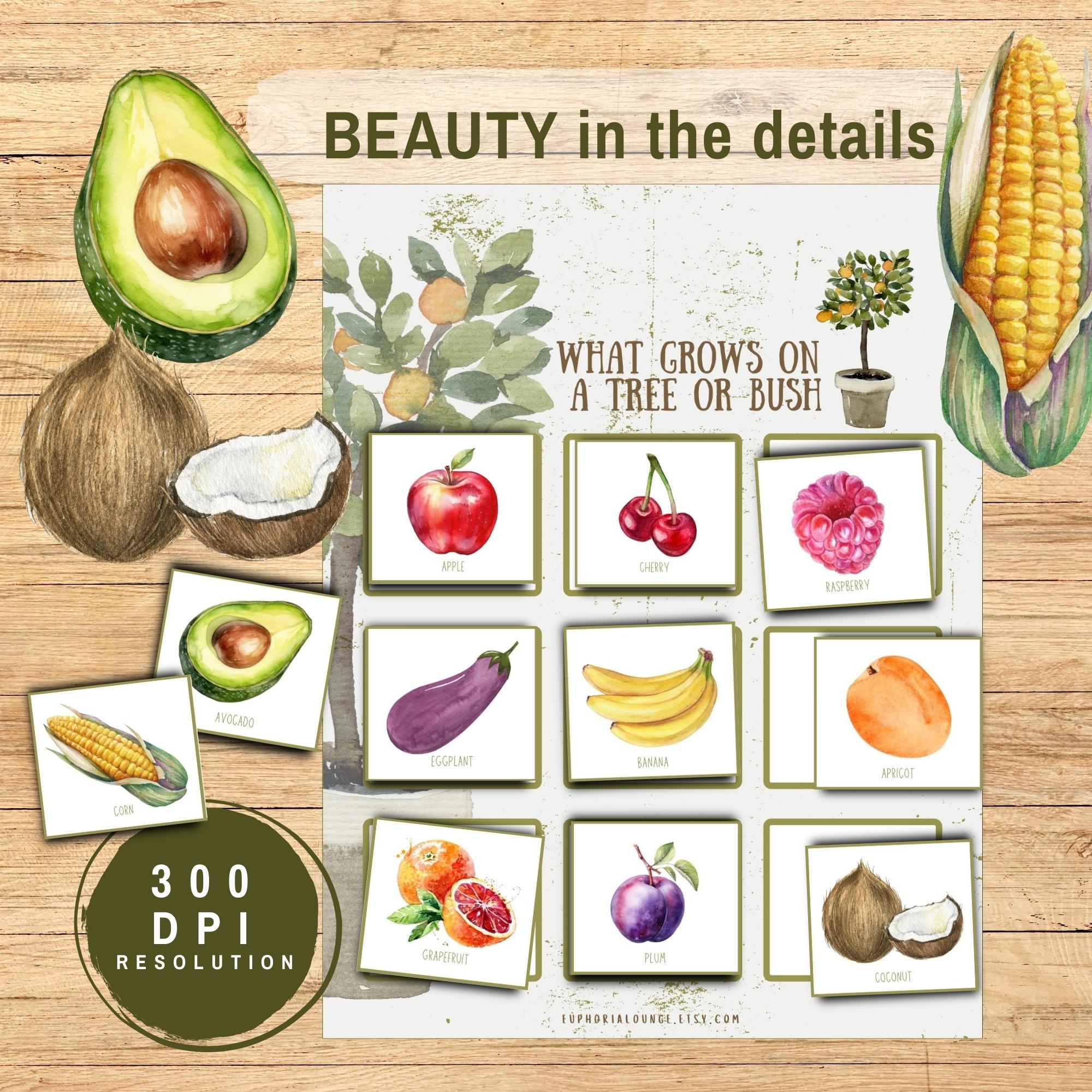 Where Do They Grow Sorting Mats is It a Fruit or Vegetable Sorting ...